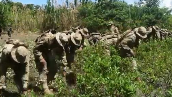 Comienza la erradicación de coca ilegal en el Chapare - ANF Agencia de ...